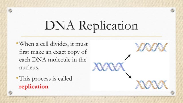 DNA and Protein Synthesis (Transcription and Translation) | PDF | Programming Languages | Computing