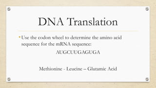 DNA and Protein Synthesis (Transcription and Translation) | PDF