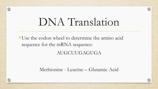 DNA and Protein Synthesis (Transcription and Translation) | PDF | Programming Languages | Computing