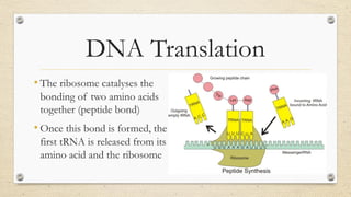 DNA and Protein Synthesis (Transcription and Translation) | PDF