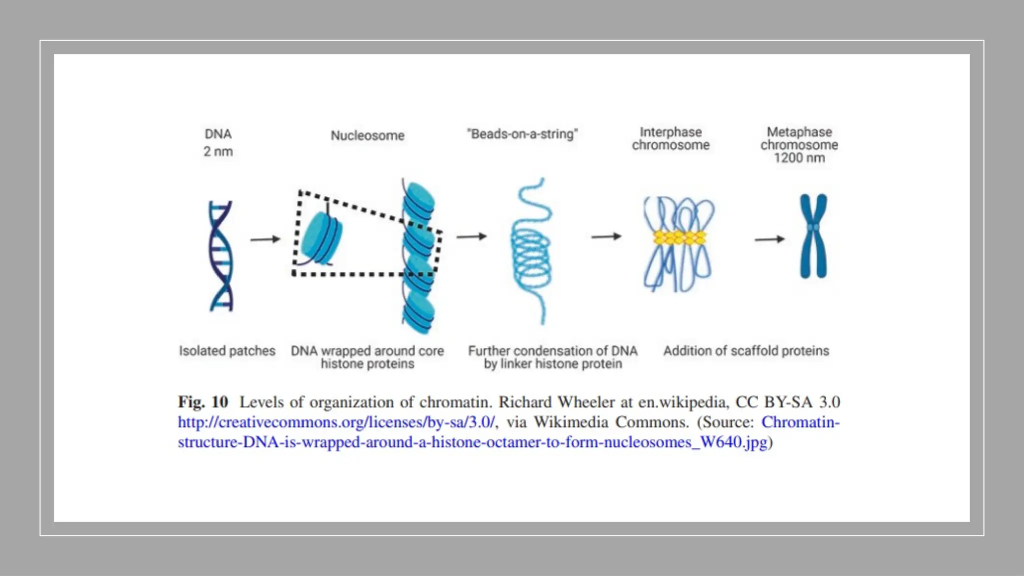 Different techniques and Methods of DNA and RNA Isolation.pptx