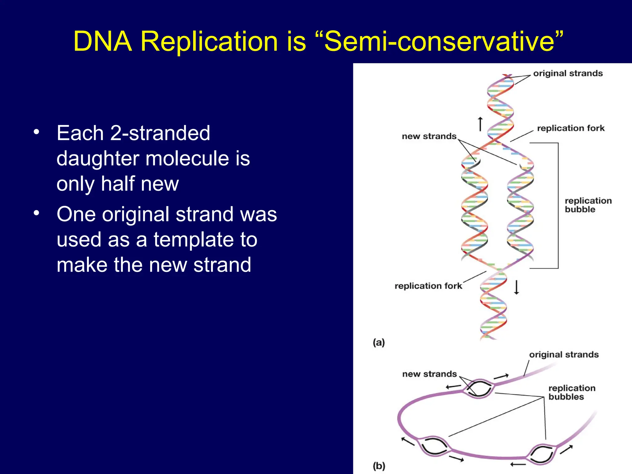 DNA its chemical Structure and basic concepts of | PPT