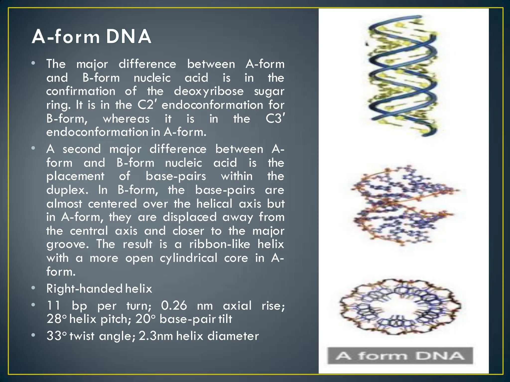Different from of DNA. Fundamental of biomolecules | PDF | Chemistry ...