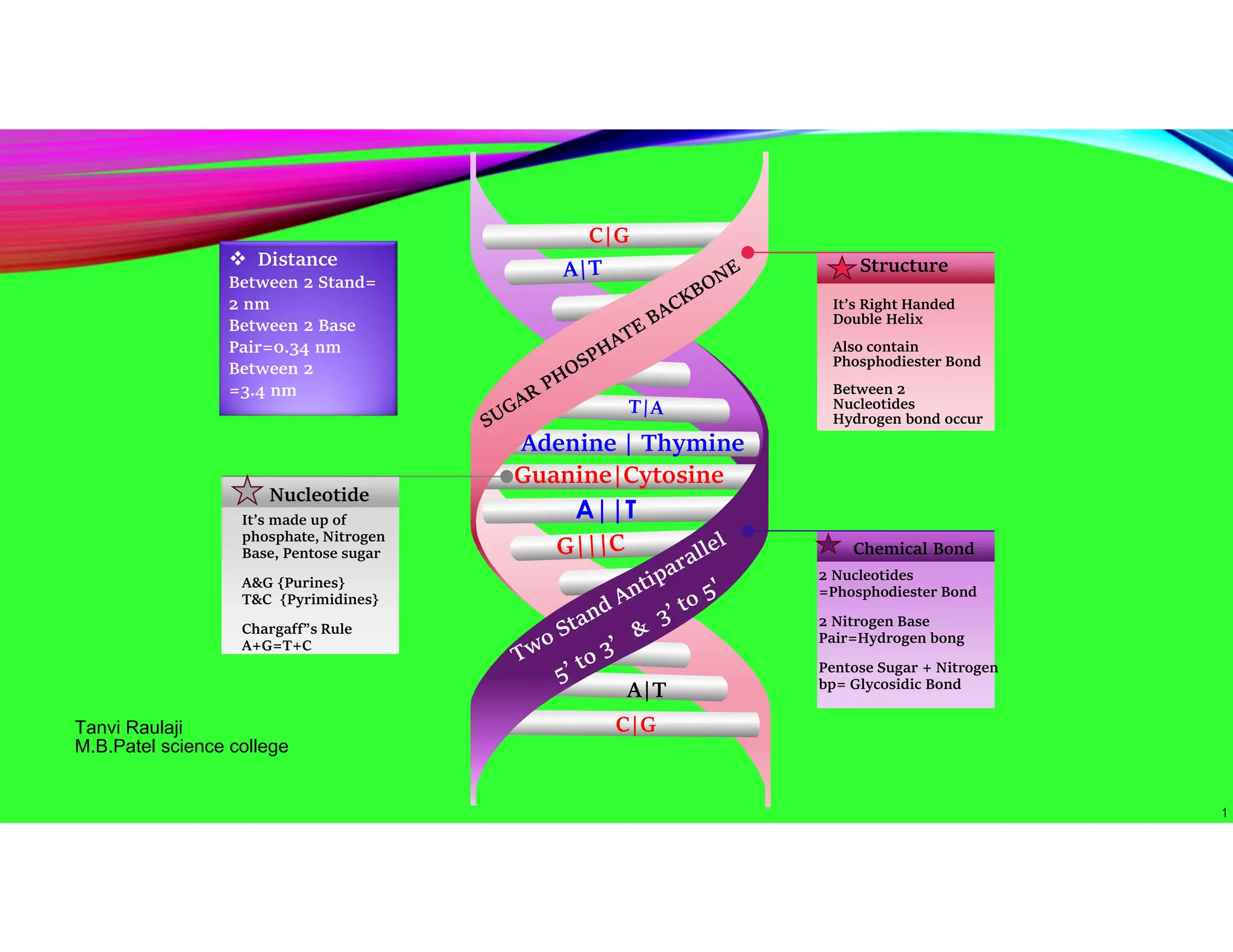 easy to remember the structure of DNA.pdf