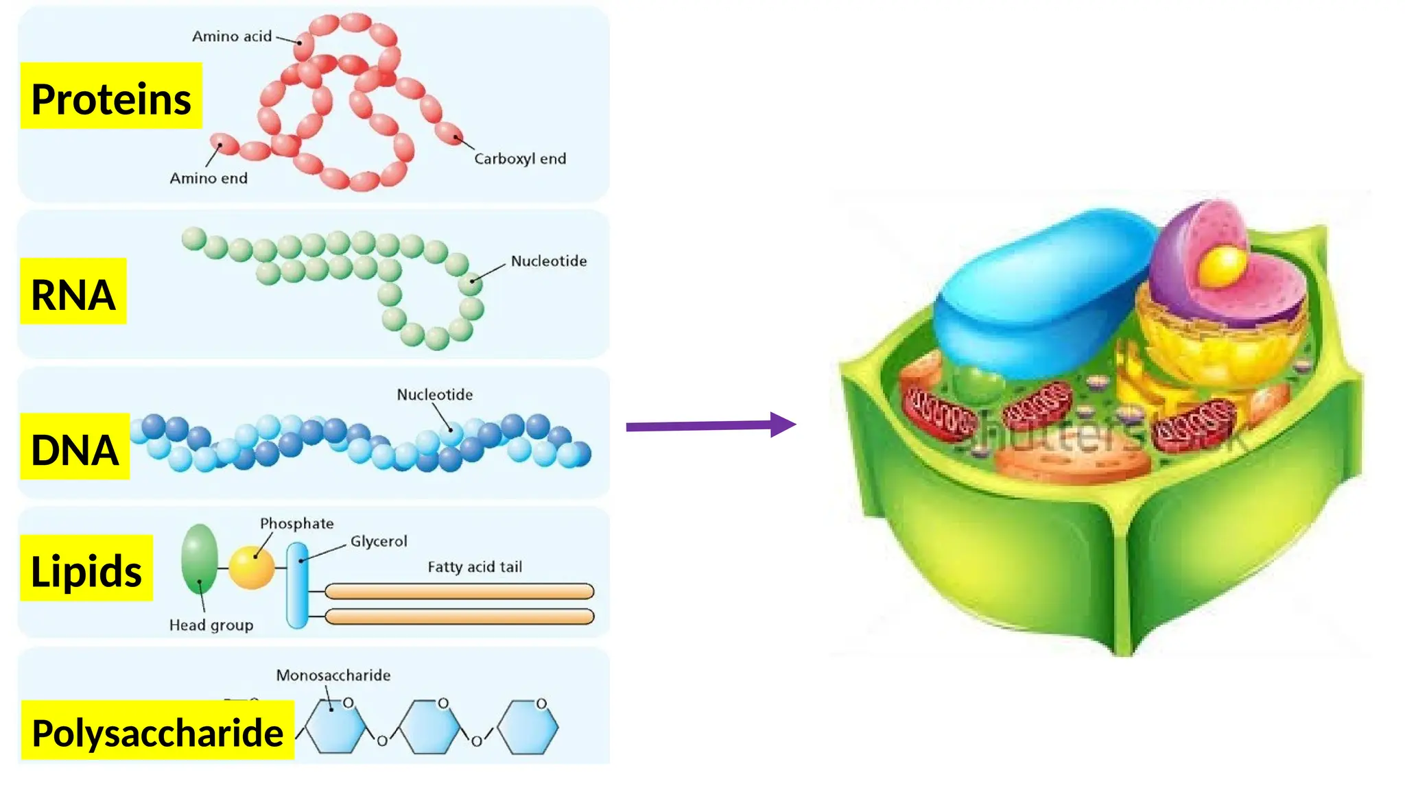 DNA.pptx comprehensive lecture about DNA module | PPT