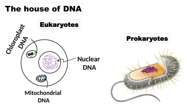 DNA.pptx comprehensive lecture about DNA module | PPT