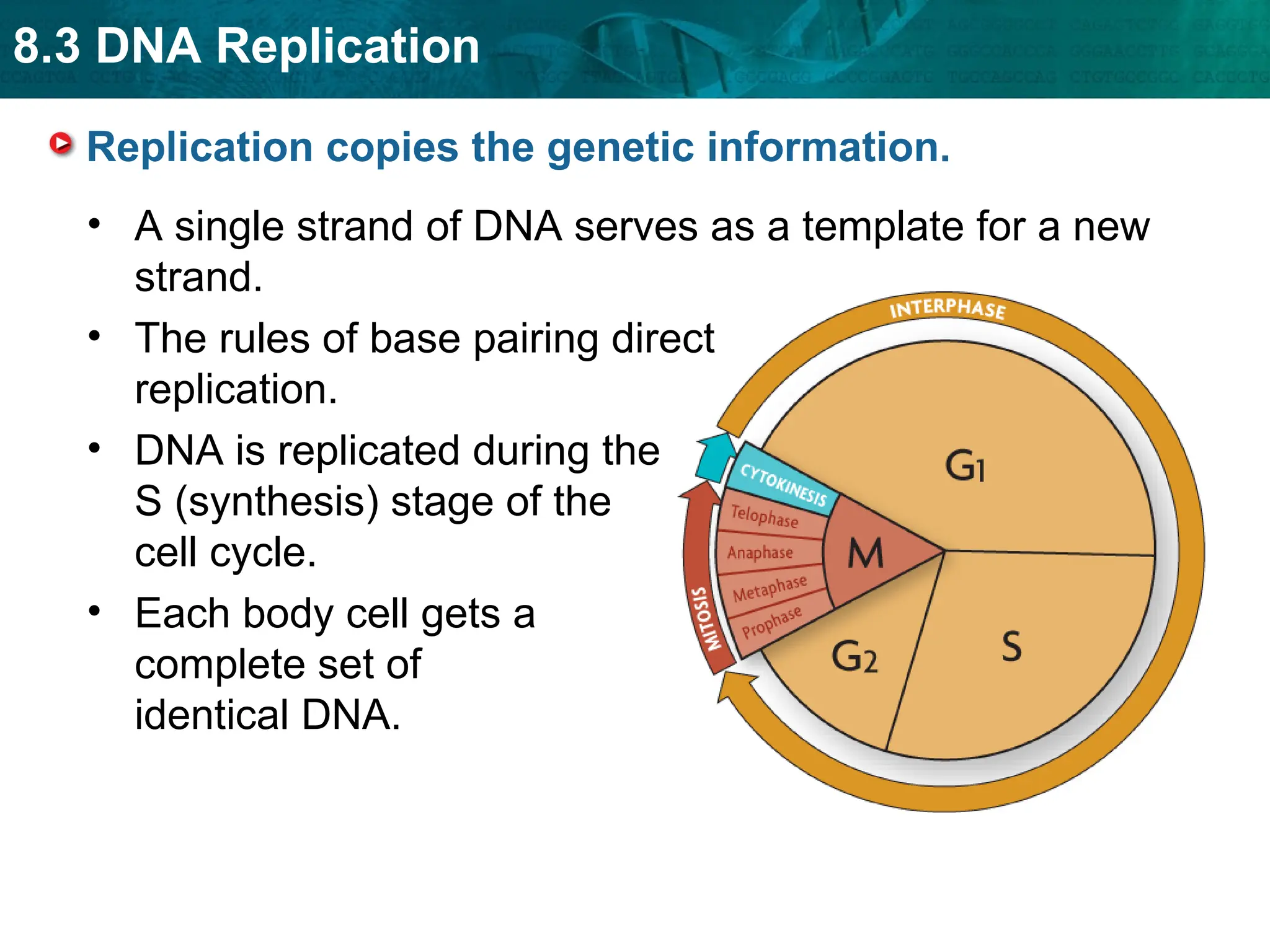 dna introduction for education for students.ppt