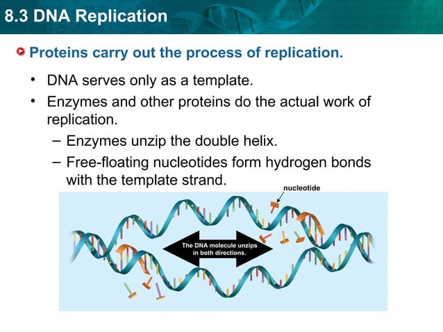 dna introduction for education for students.ppt