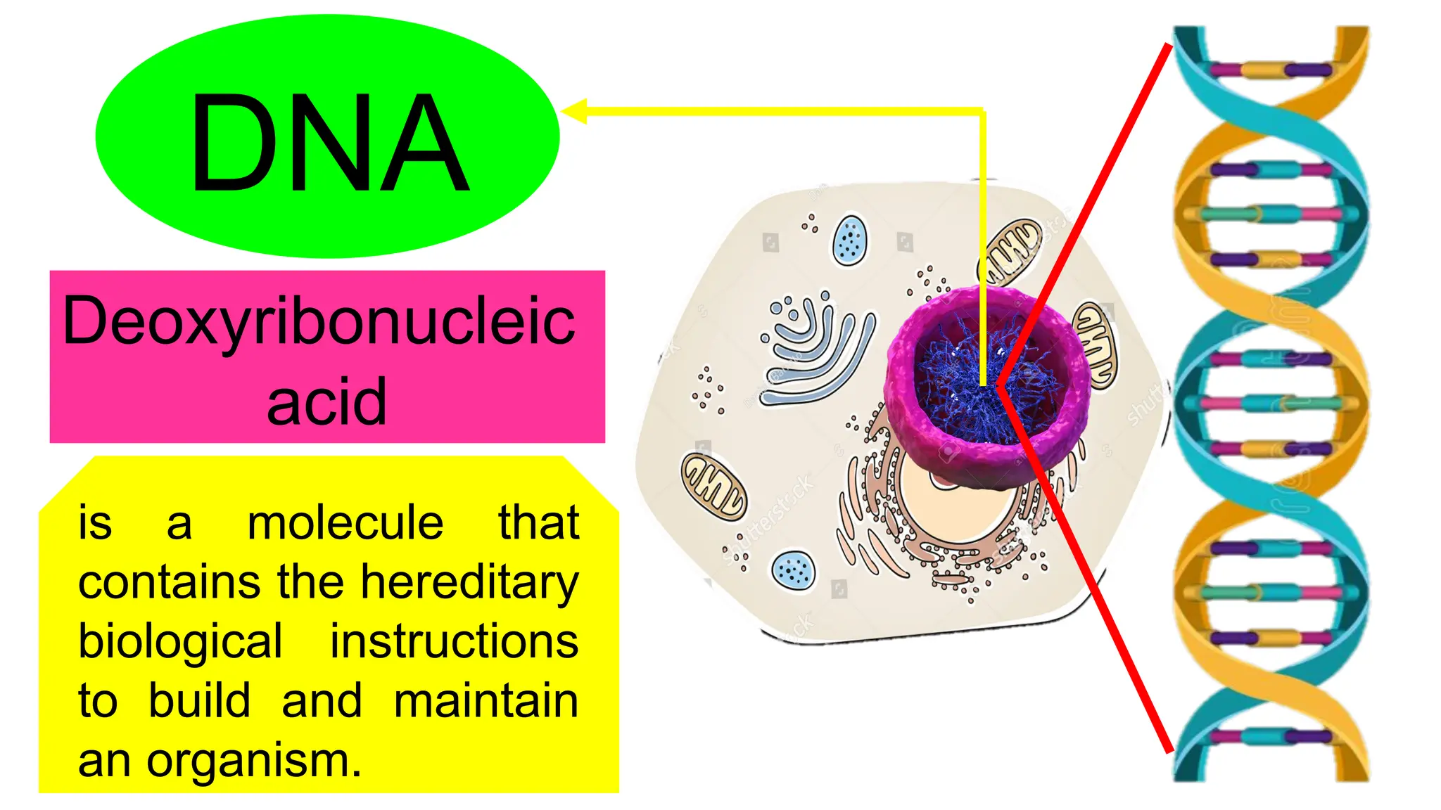 DNA - POWERPOINT PRESENTATION SCIENCE 10 | PPTX