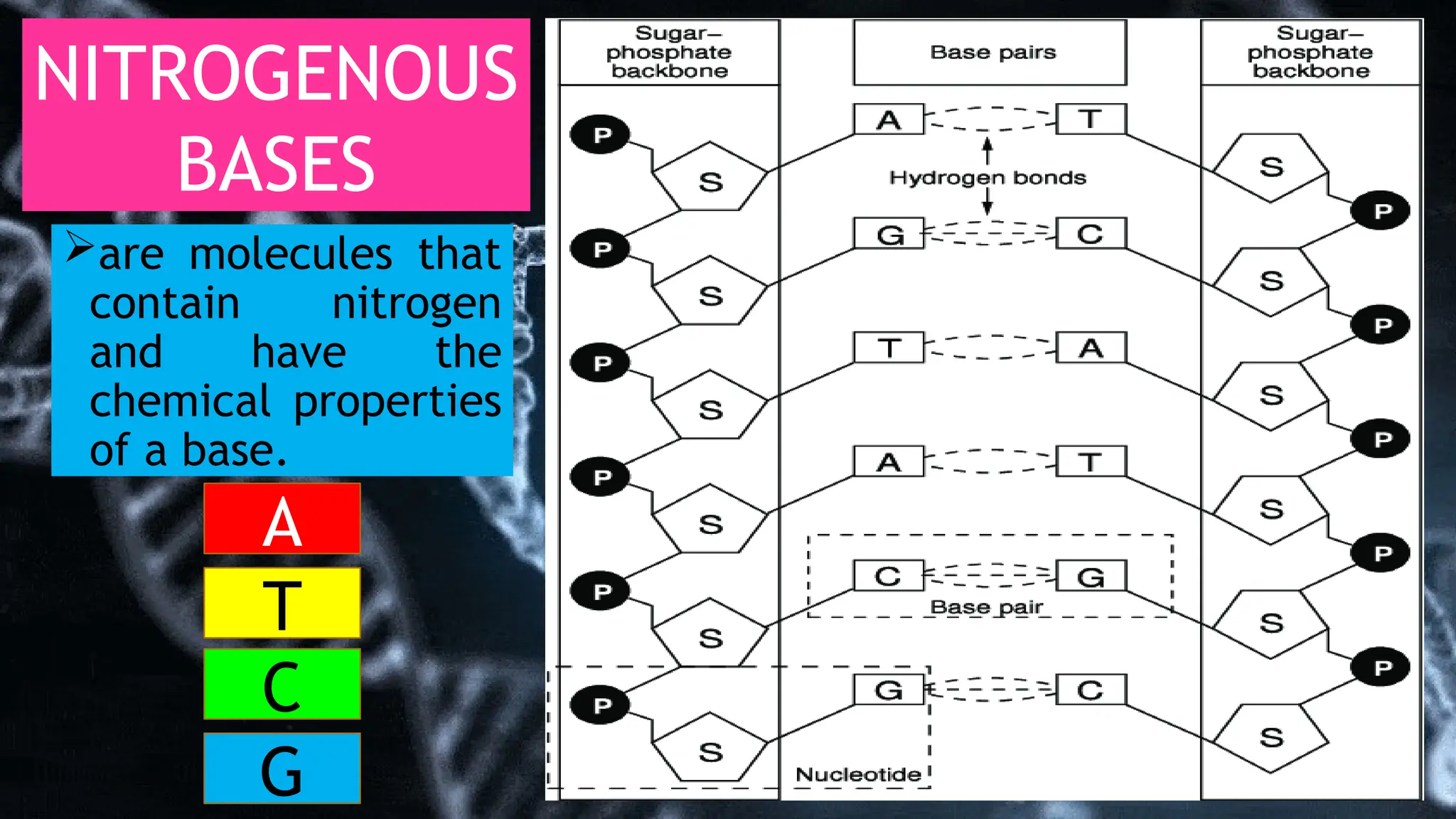 DNA - POWERPOINT PRESENTATION SCIENCE 10 | PPTX