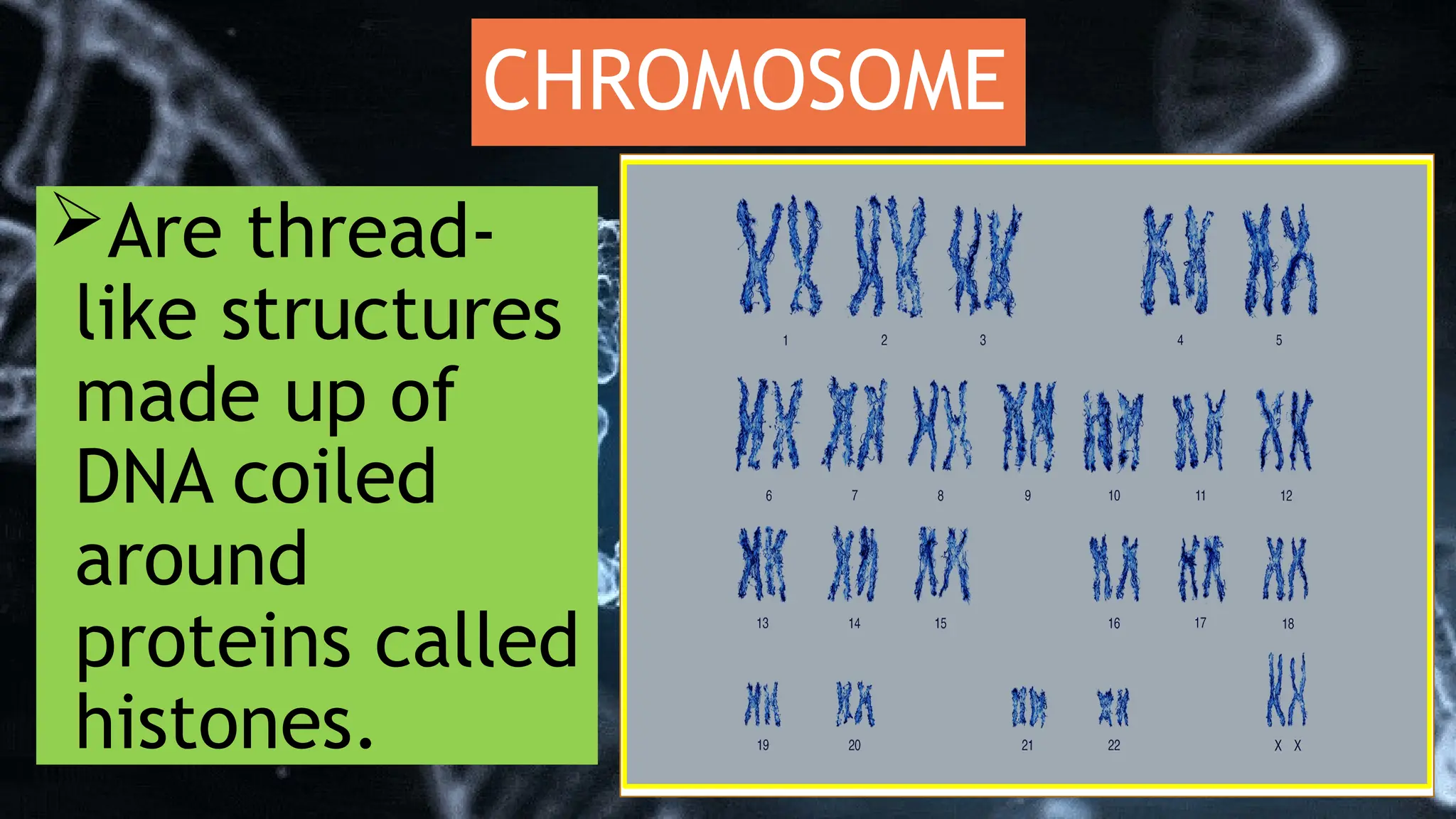 DNA - POWERPOINT PRESENTATION SCIENCE 10 | PPTX