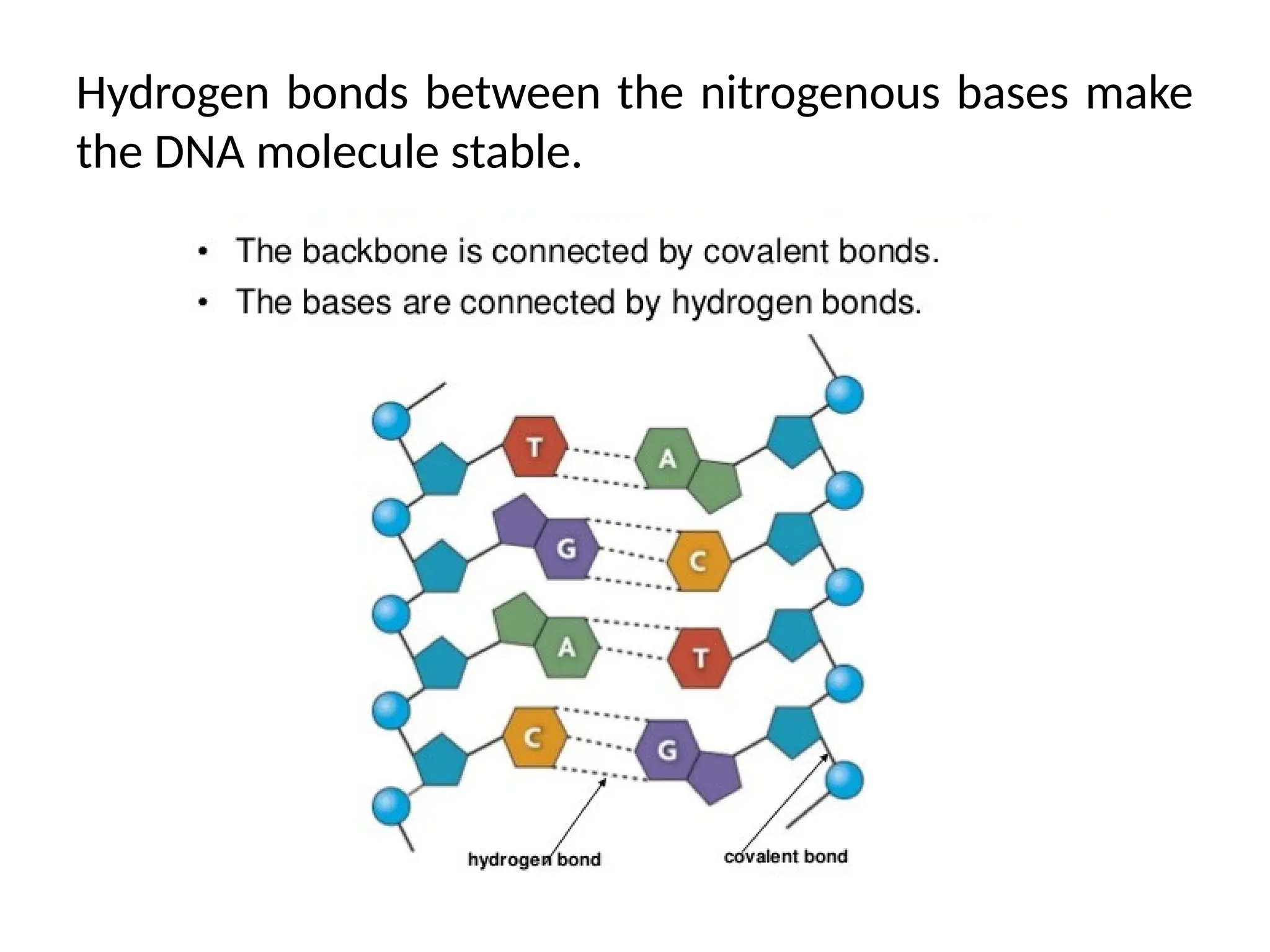dna class 12 NCERT science chapter biomolecules | PPTX