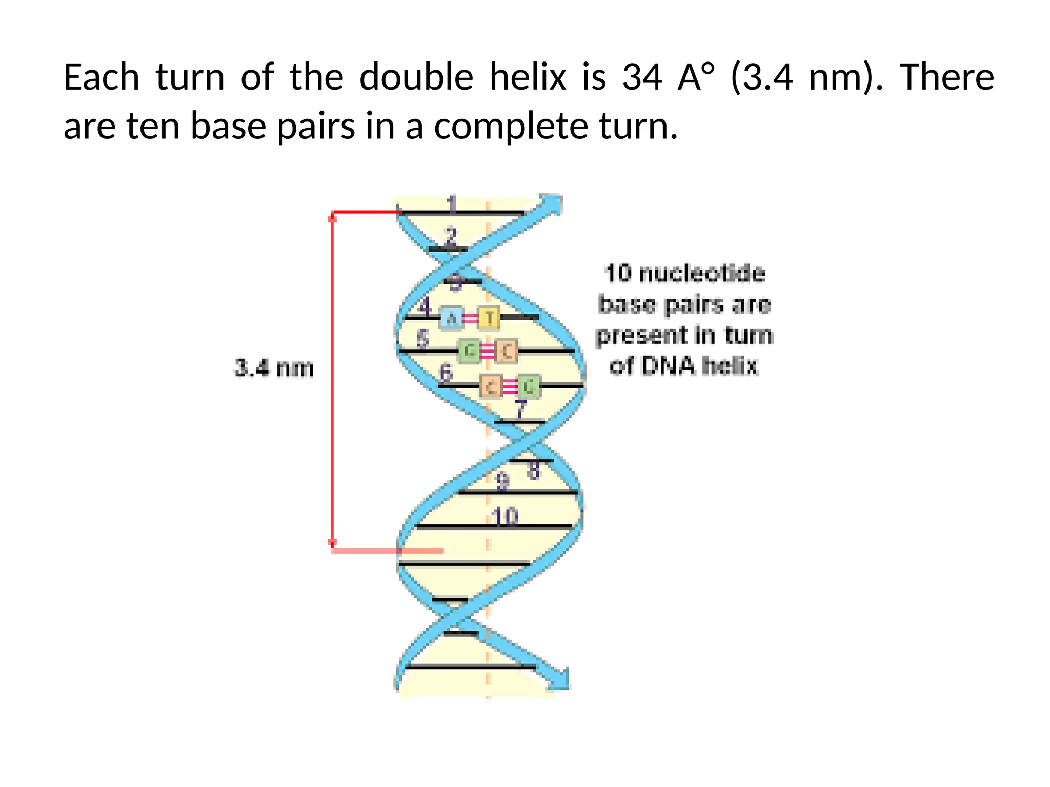 dna class 12 NCERT science chapter biomolecules | PPTX