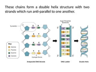 dna class 12 NCERT science chapter biomolecules | PPTX