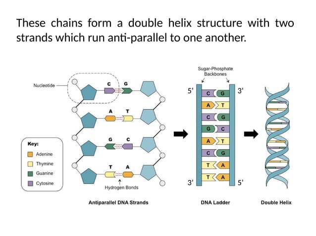 dna class 12 NCERT science chapter biomolecules | PPTX