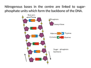 dna class 12 NCERT science chapter biomolecules | PPTX