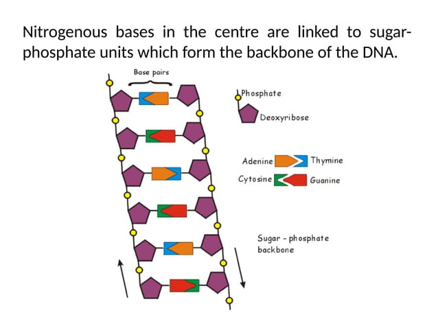 dna class 12 NCERT science chapter biomolecules | PPTX