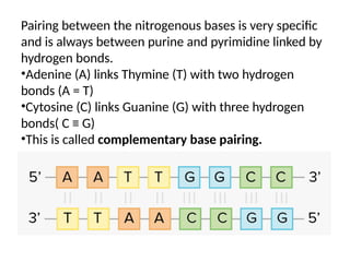 dna class 12 NCERT science chapter biomolecules | PPTX