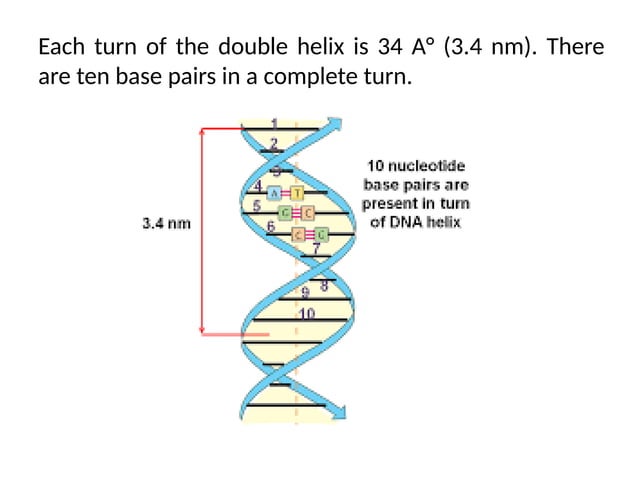 dna class 12 NCERT science chapter biomolecules | PPTX