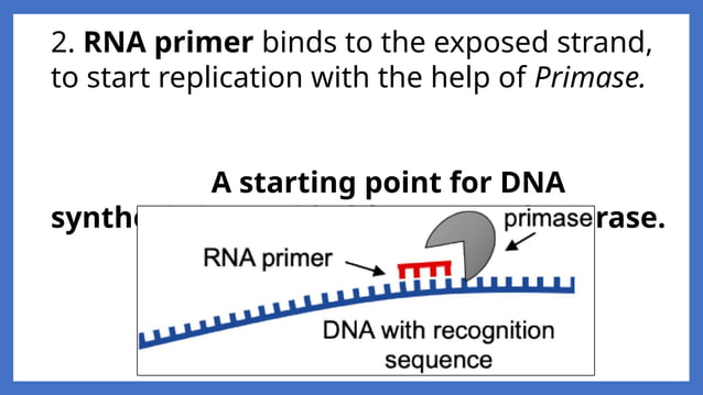 DNA.RNA-structure.-Replication.pptxhejsh | PPTX