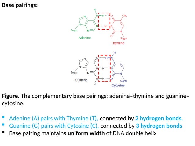 Introduction to DNA structure for freshers.pptx
