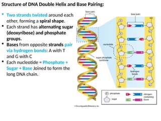 Introduction to DNA structure for freshers.pptx