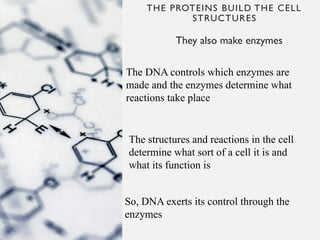 Introduction DNA – The Blueprint of Life | PPTX