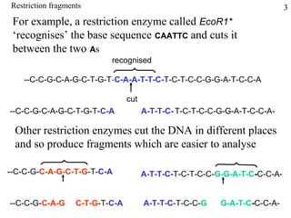 Biology DNA Analysis | PPT