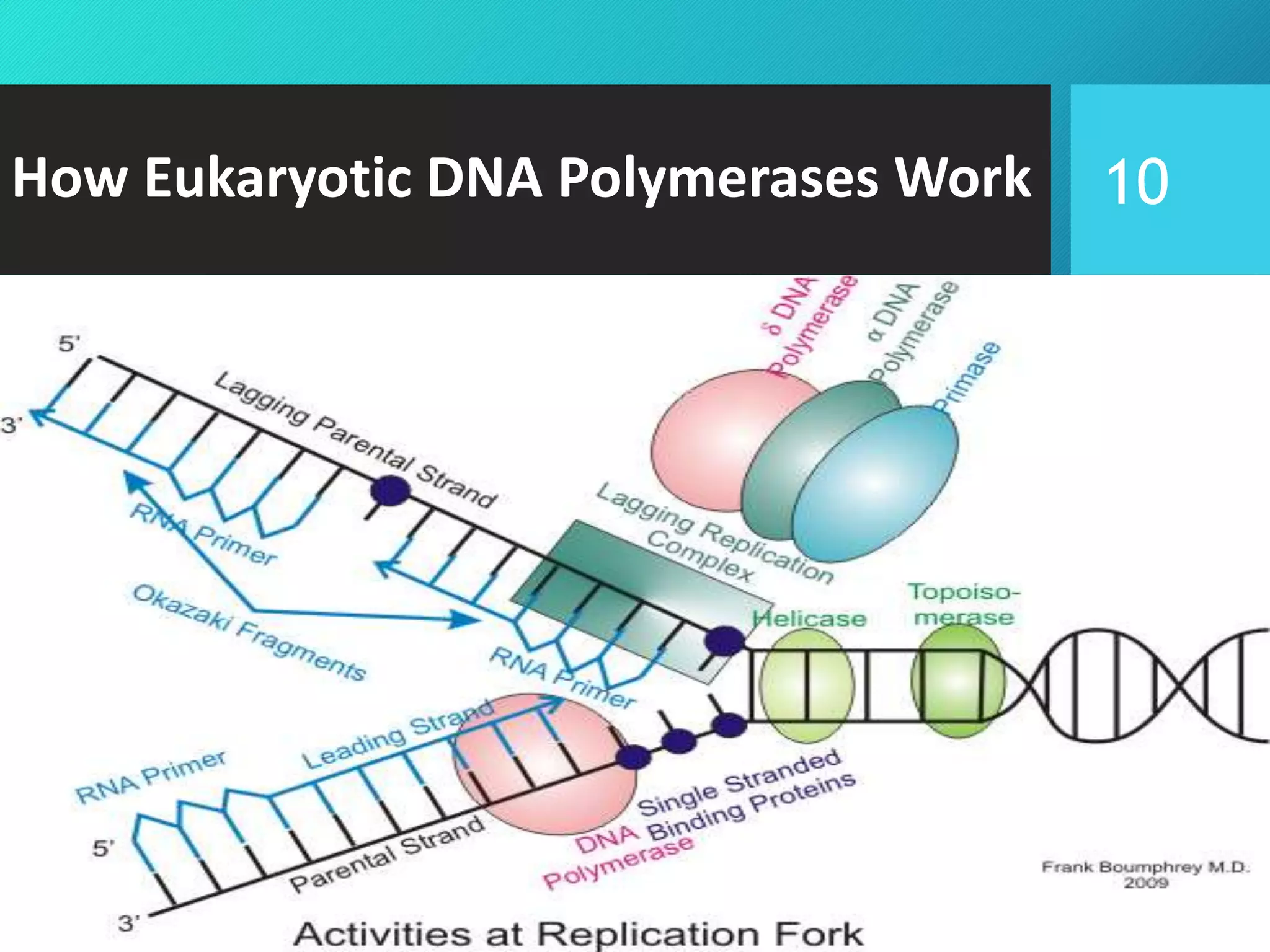 dna-and-rna-polymerases-160213130043 (1).pdf