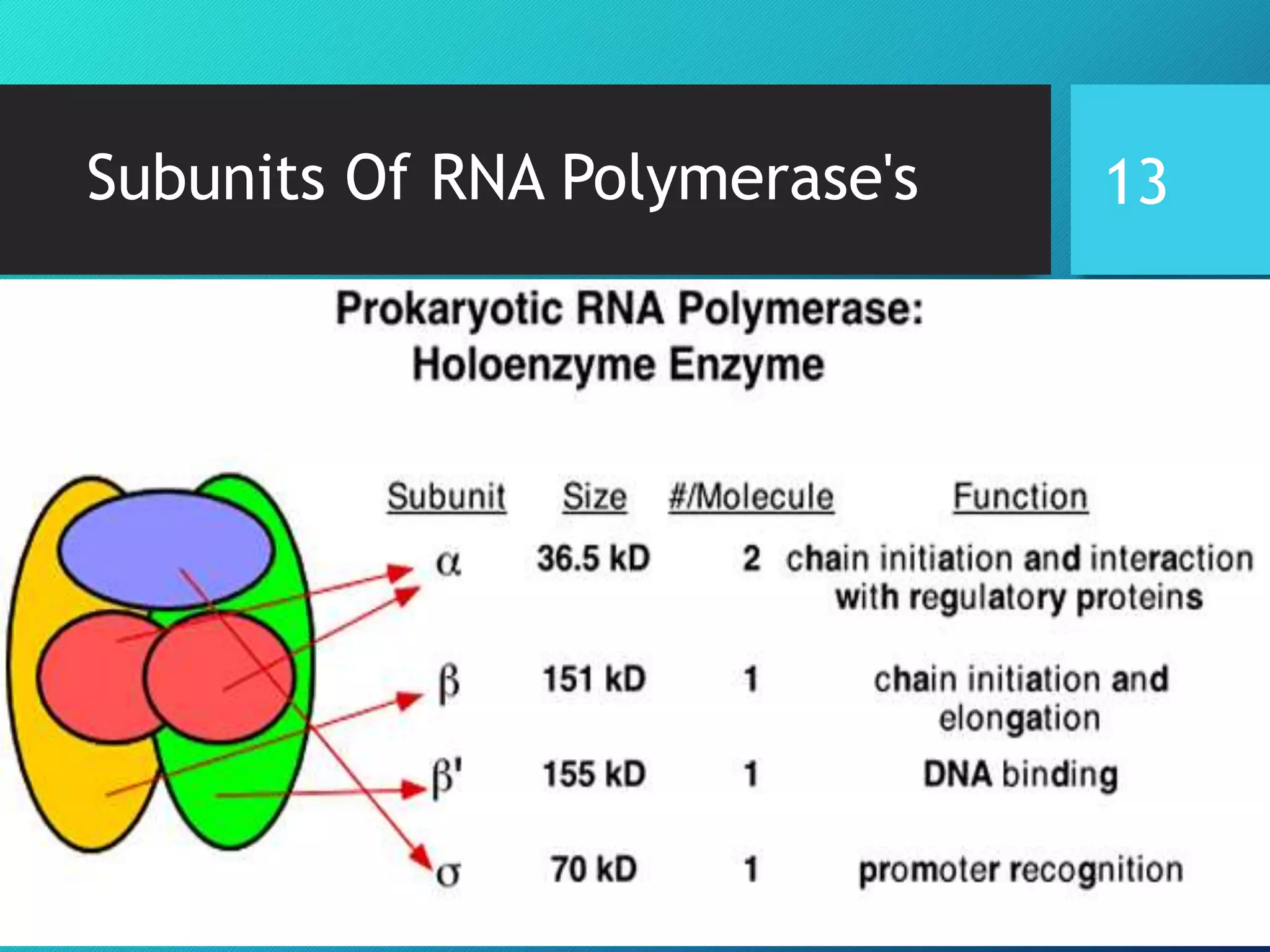 dna-and-rna-polymerases-160213130043 (1).pdf