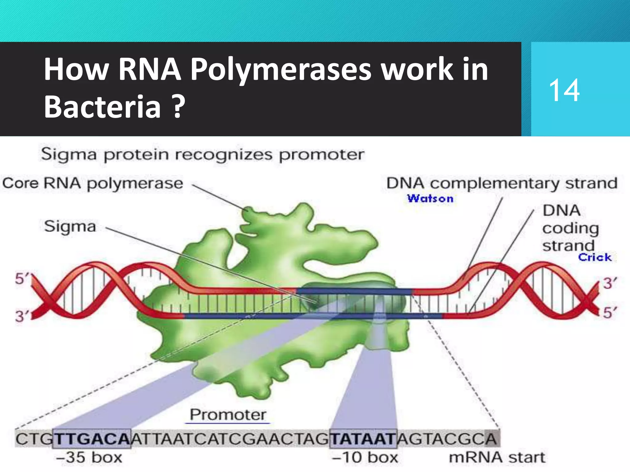 dna-and-rna-polymerases-160213130043 (1).pdf