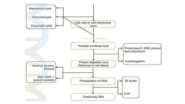 Dna Basics On Isolation Quantification Storage Pptx Biological Sciences Science