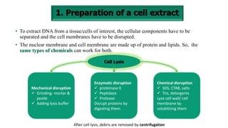 DNA- Basics on isolation, quantification, storage | PPTX