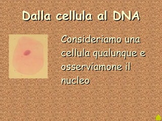 Dna: come è fatto | PPT