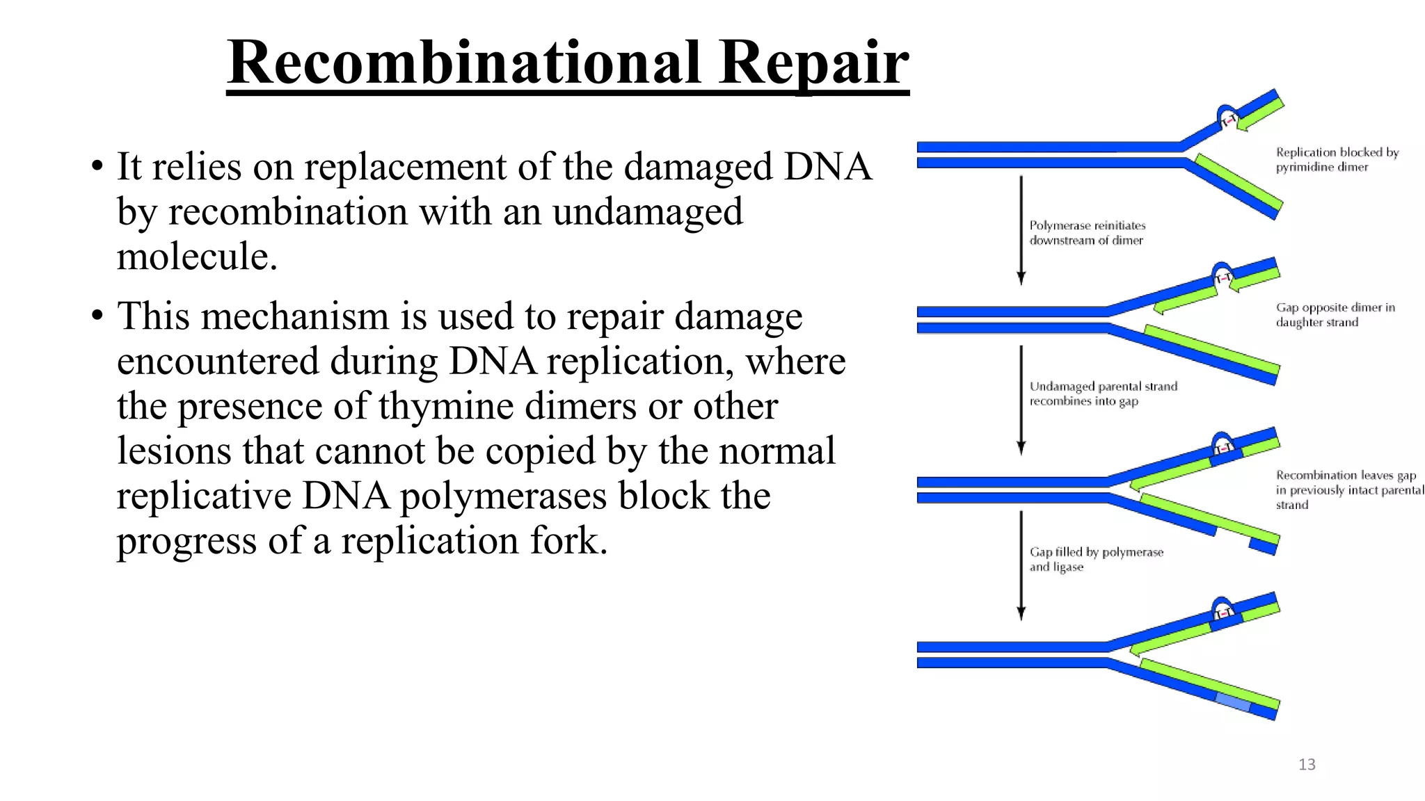 Dna damage repair | PPT