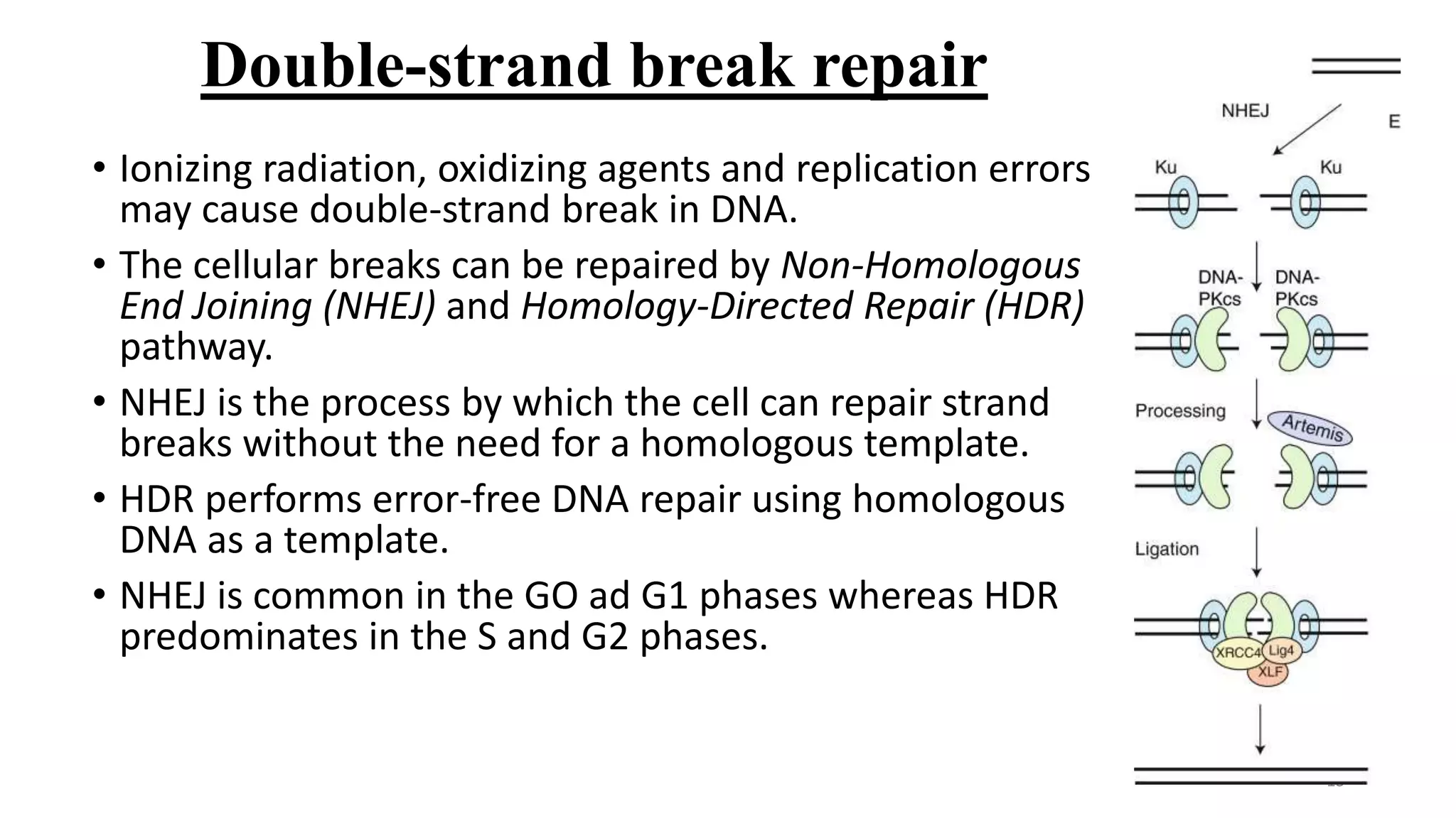 Dna damage repair | PPT