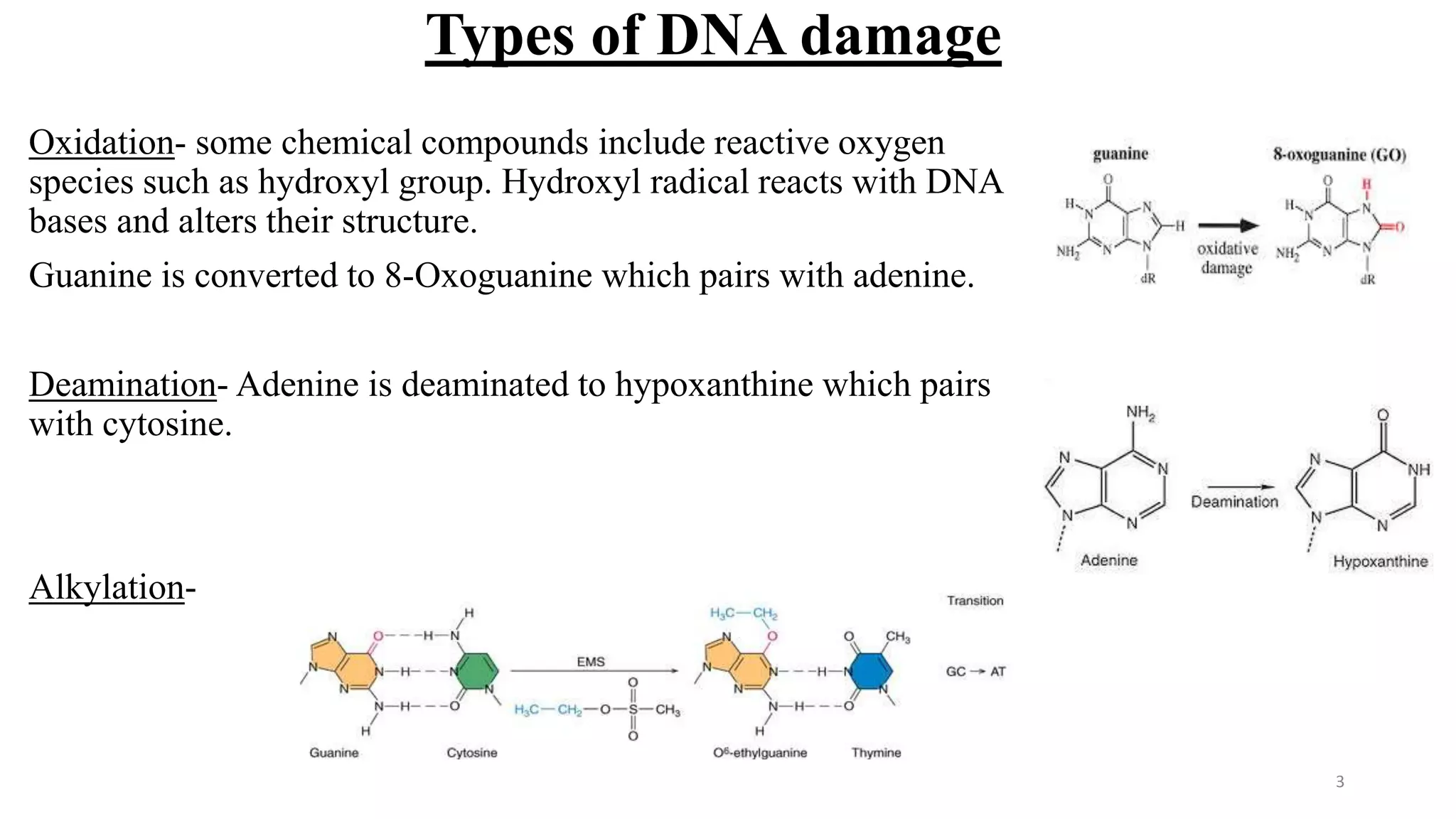 Dna damage repair | PPT