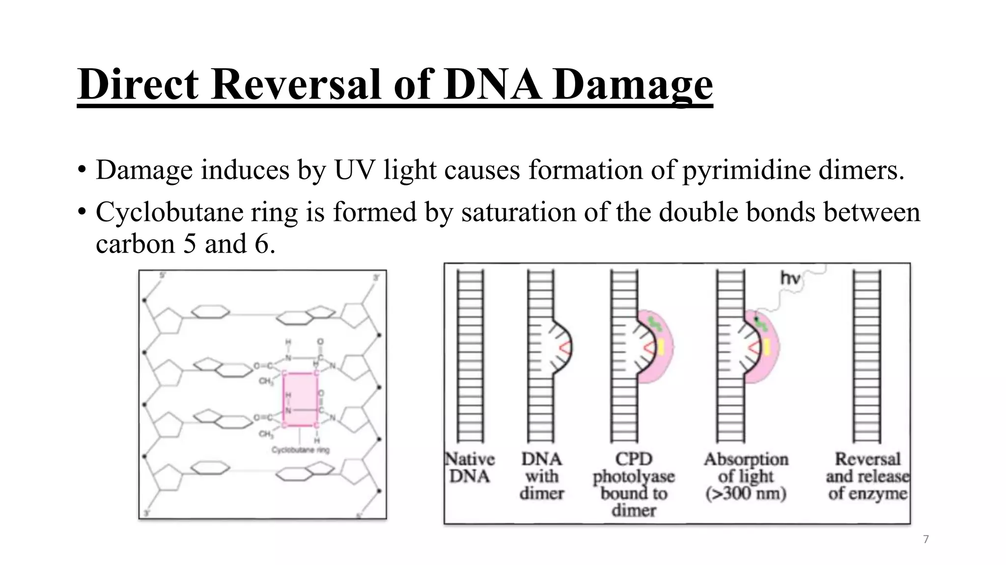Dna damage repair | PPT