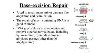 Dna damage repair | PPT
