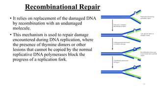 Dna damage repair | PPT