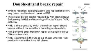 Dna damage repair | PPT