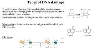 Dna damage repair | PPT