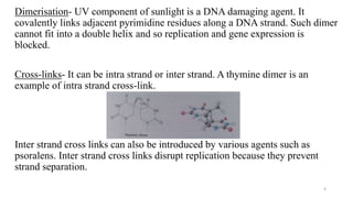 Dna damage repair | PPTX
