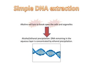 DNA-extraction-2.pptx