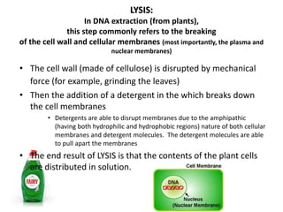 DNA-extraction-2.pptx
