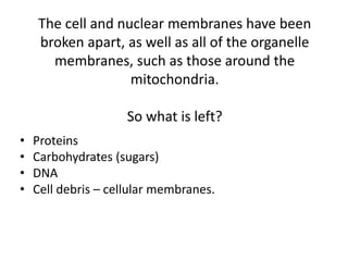 DNA-extraction-2.pptx