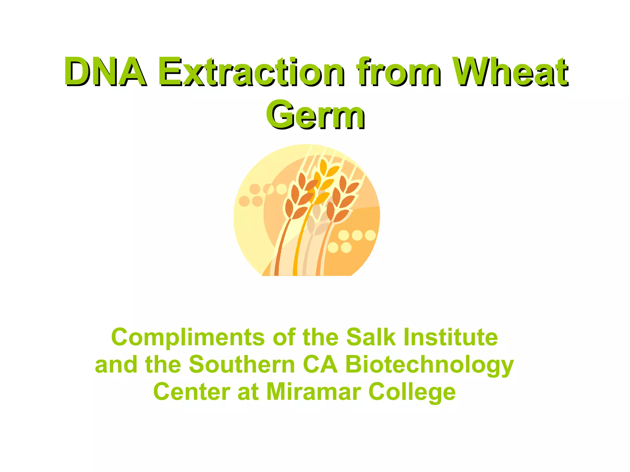 Dna Extraction From Wheat Germ | PPT