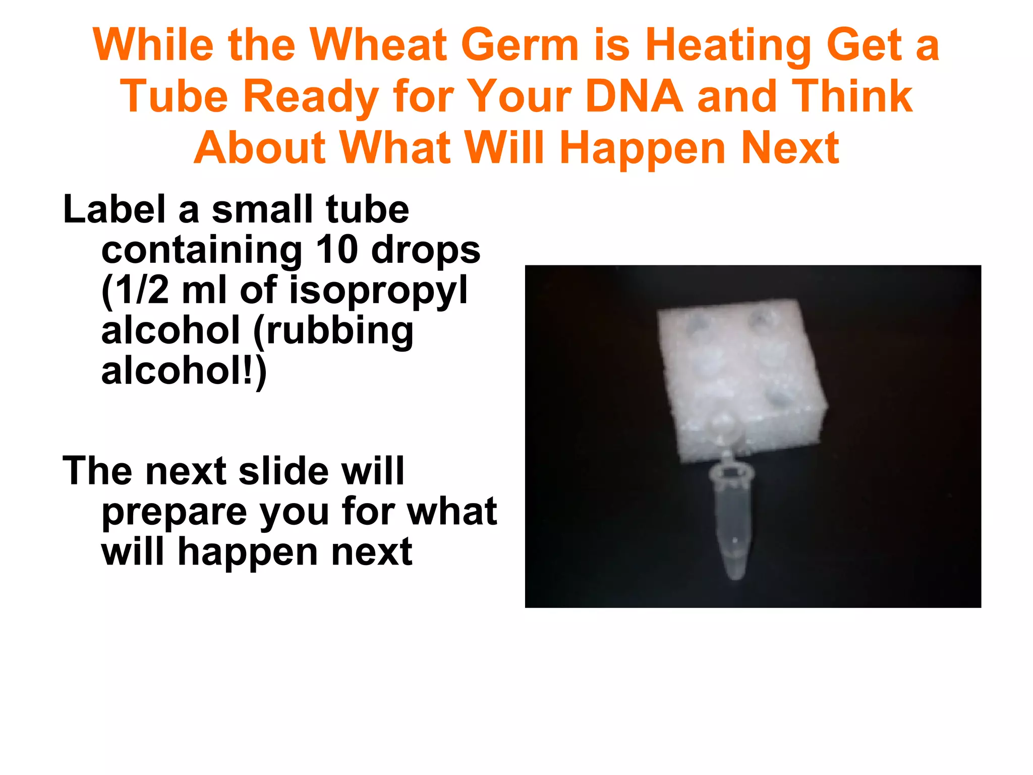 Dna Extraction From Wheat Germ | PPT