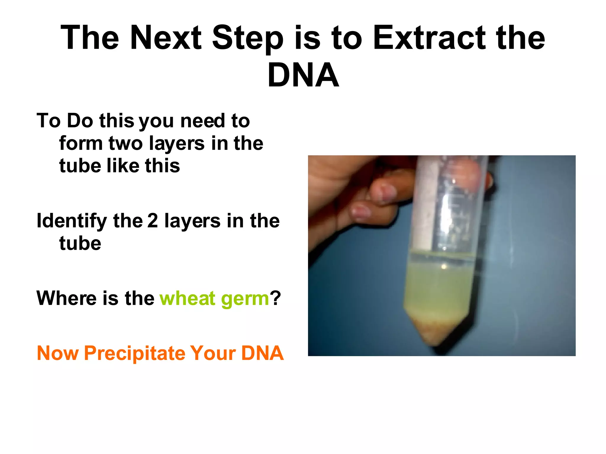 Dna Extraction From Wheat Germ | PPT