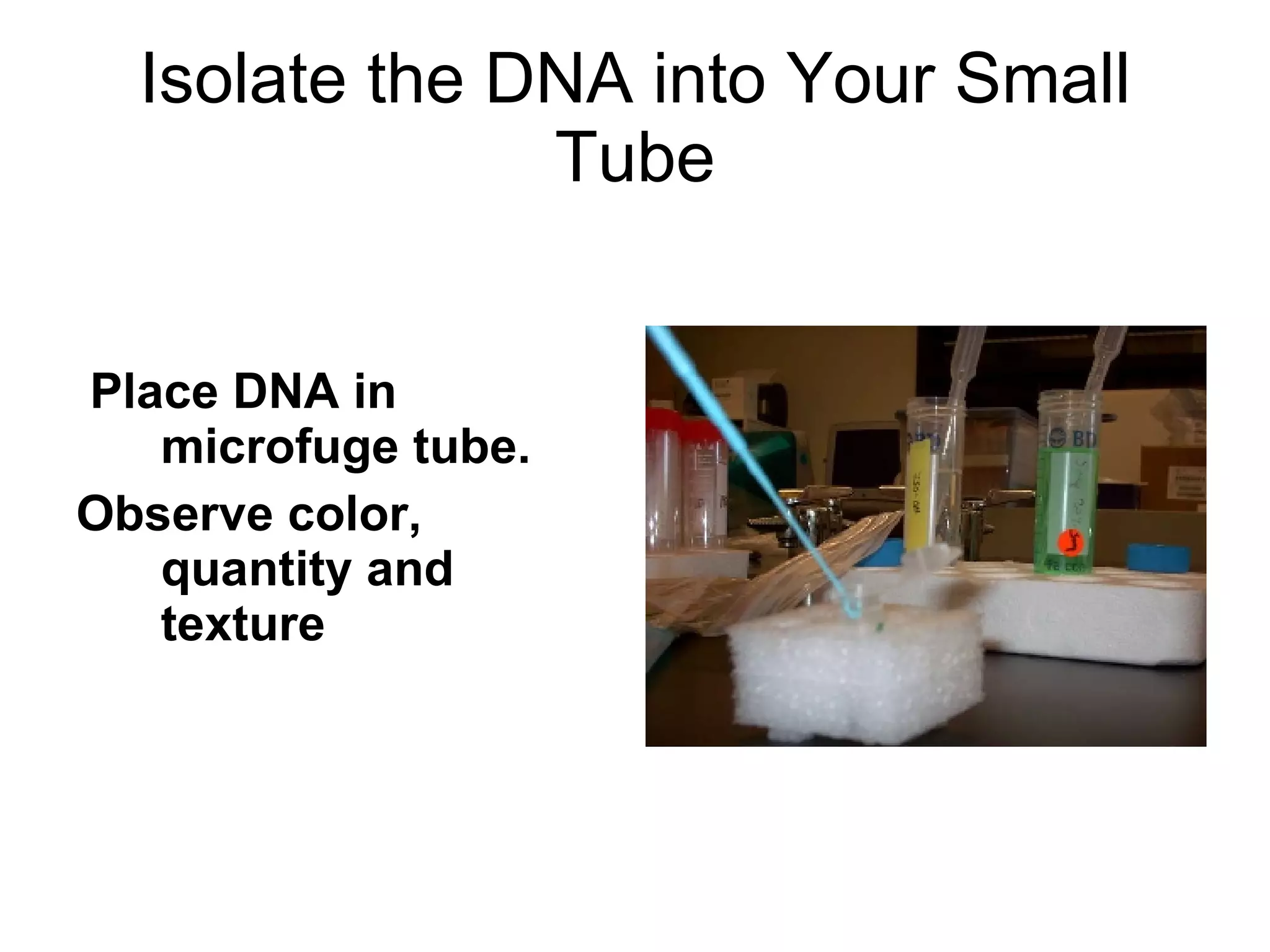 Dna Extraction From Wheat Germ | PPT